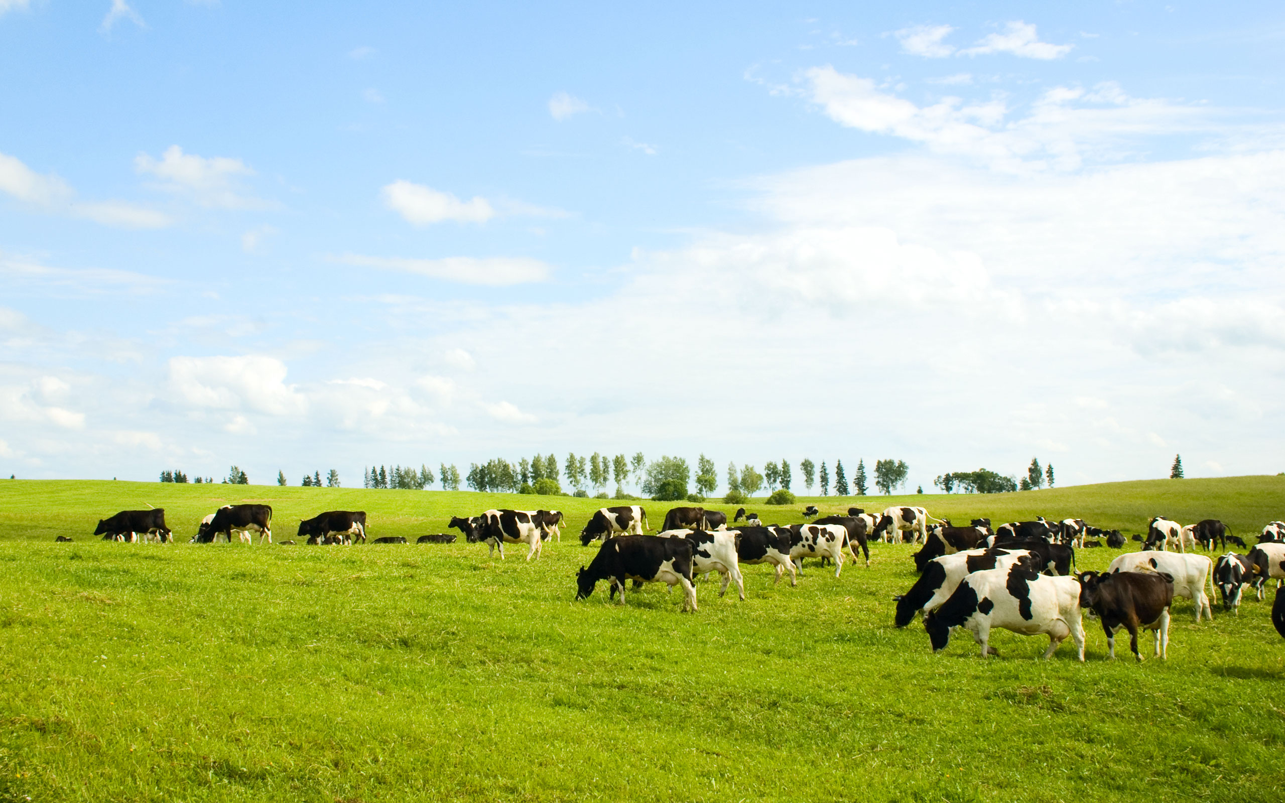 Rumenox Dairy Cow Bloat & Ketosis Protection for Healthy Rumen