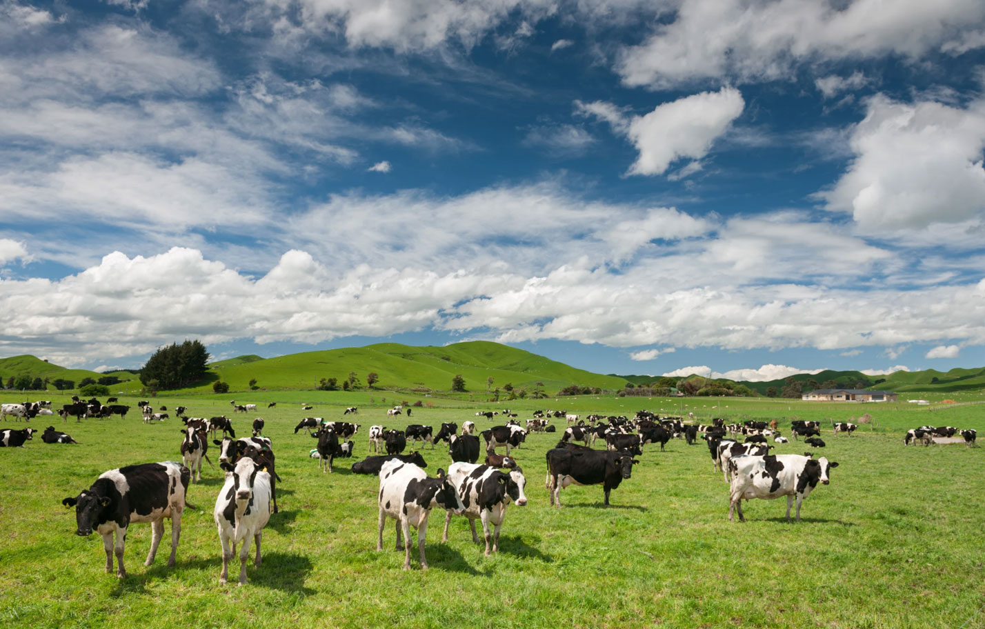 Understanding ketosis in New Zealand dairy cows: causes, symptoms ...